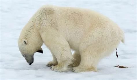 Lichaam – IJsbeer.info